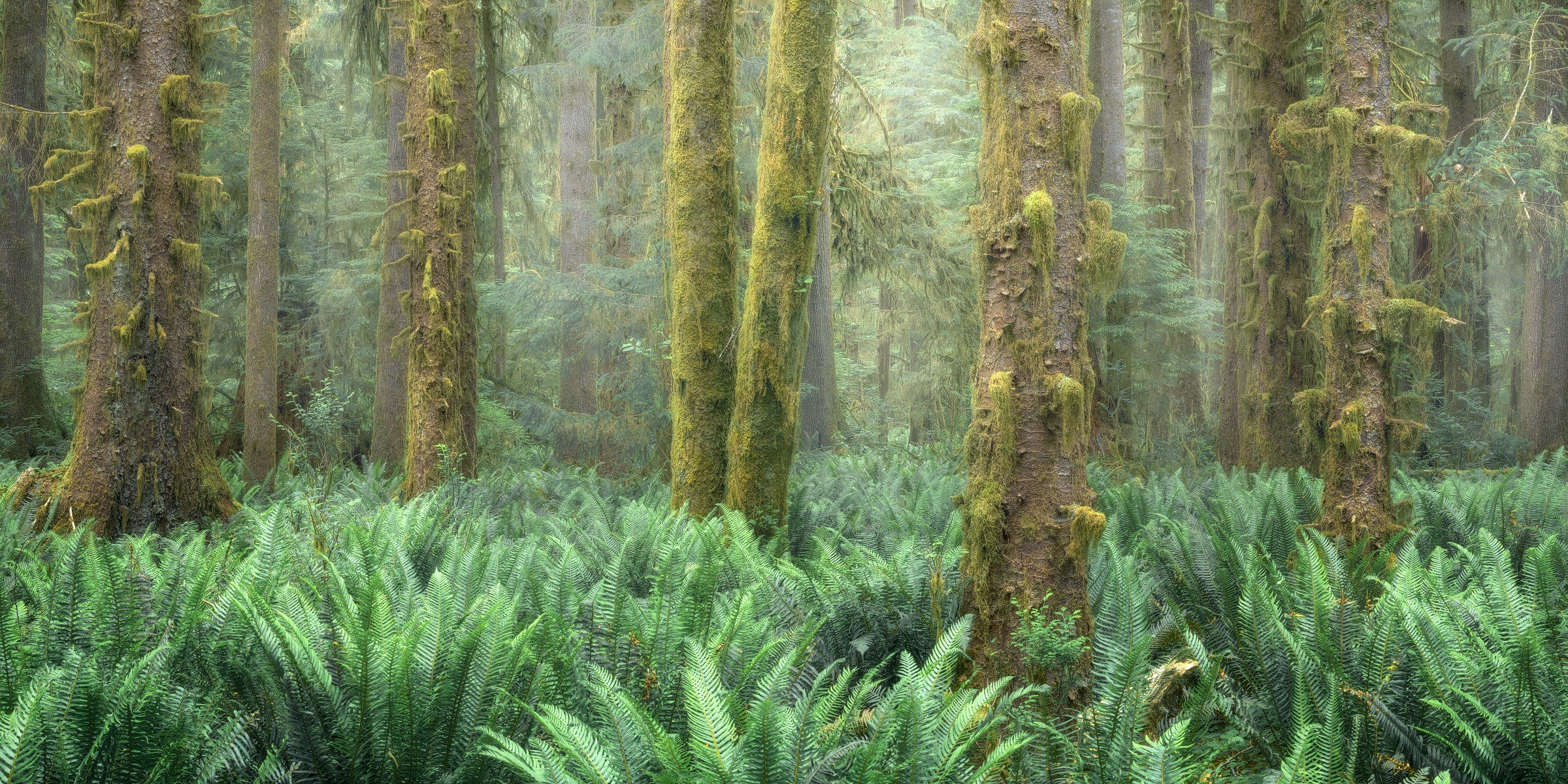 The Living Forest – Coalatree